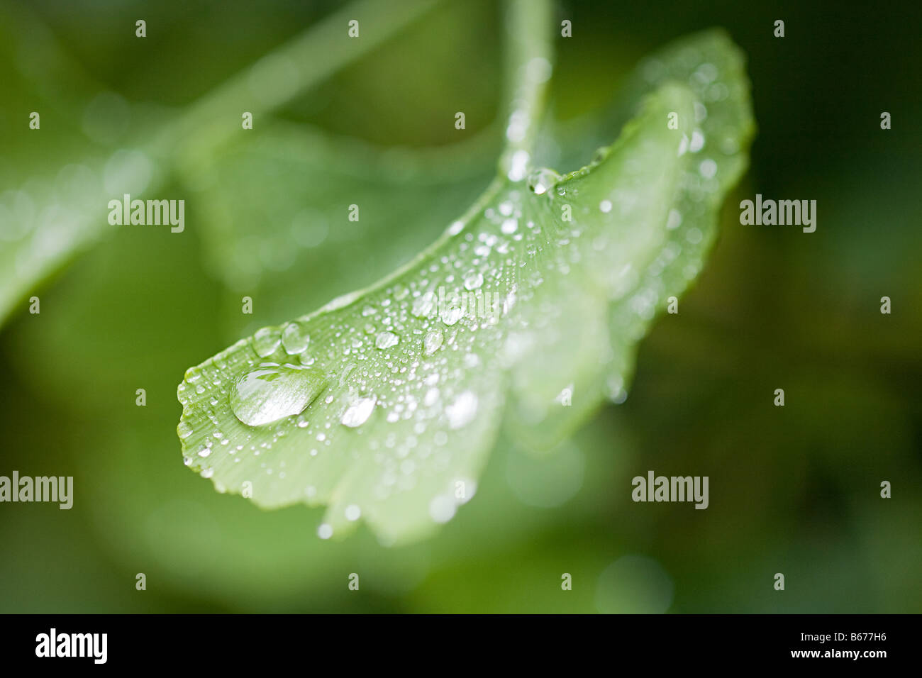 Dew on a leaf Stock Photo - Alamy