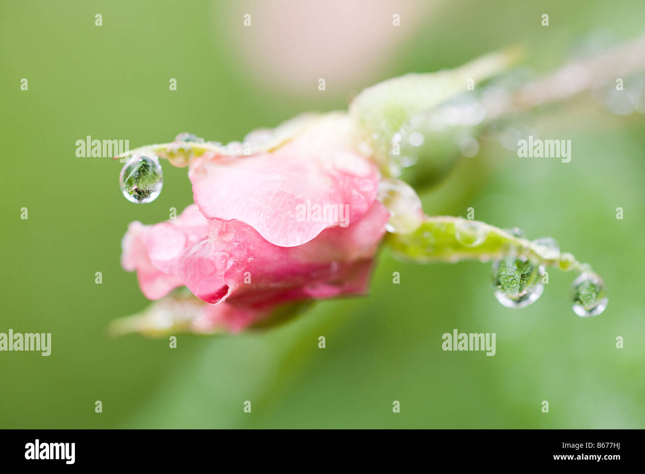 Dew on a flower Stock Photo - Alamy