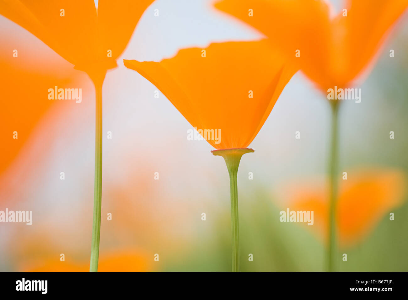 Close up of poppies Stock Photo - Alamy