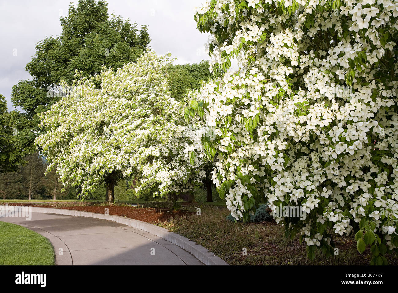 Spring trees hi-res stock photography and images - Alamy