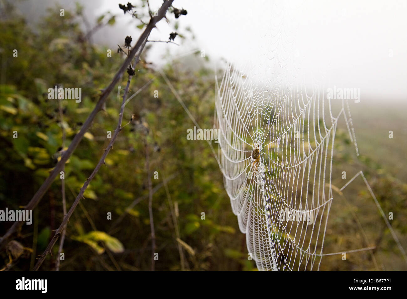American spider plant hi-res stock photography and images - Alamy