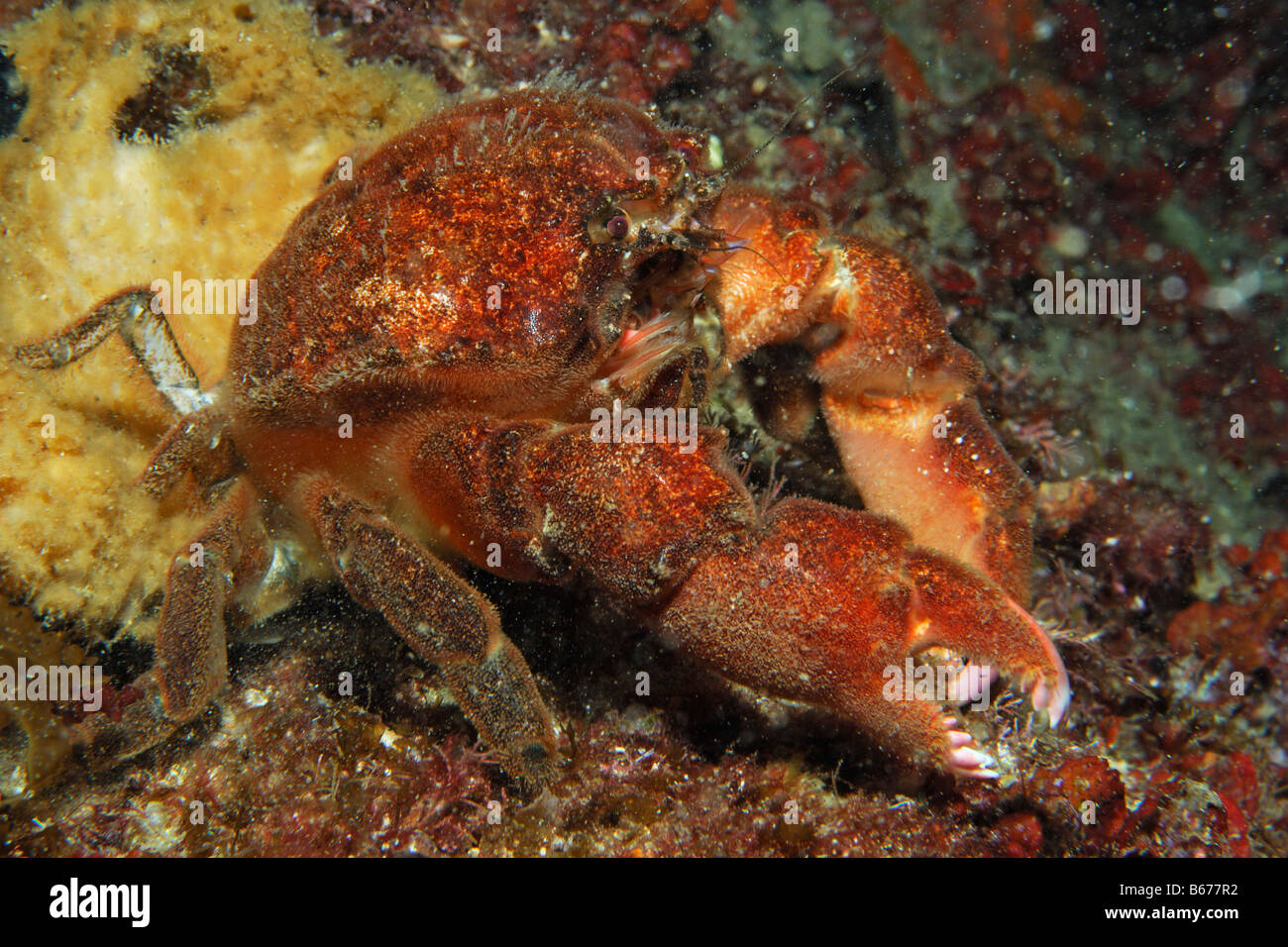 Sponge Crab Dromia personata Susac Island Adriatic Sea Croatia Stock ...