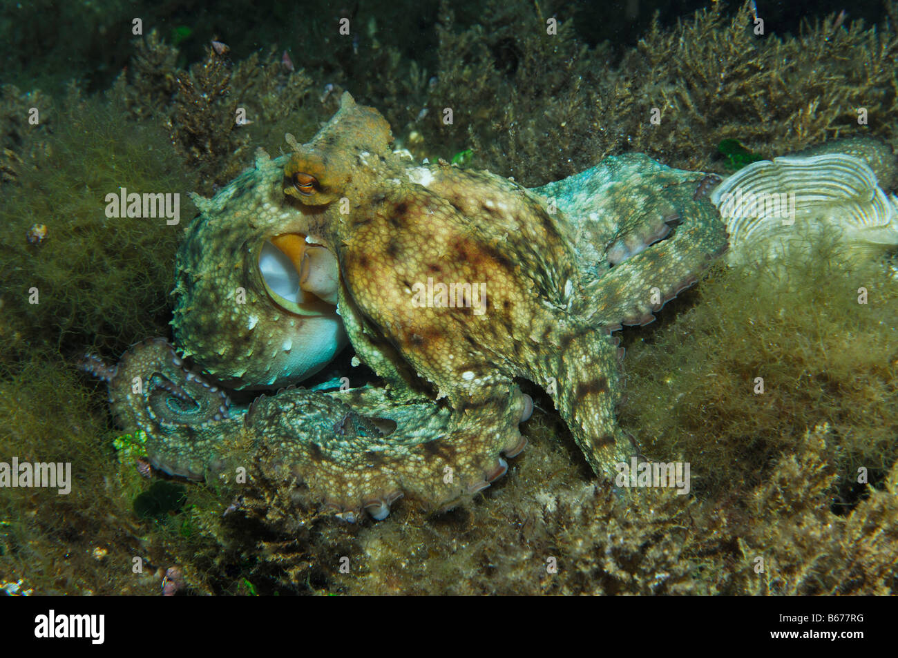 Common Octopus foraging Octopus vulgaris Susac Island Adriatic Sea ...