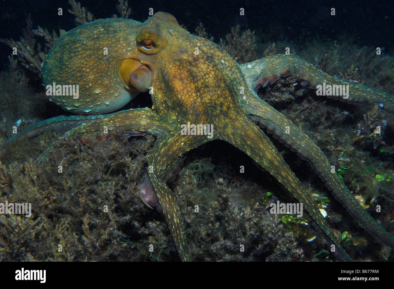 Common Octopus foraging Octopus vulgaris Susac Island Adriatic Sea ...