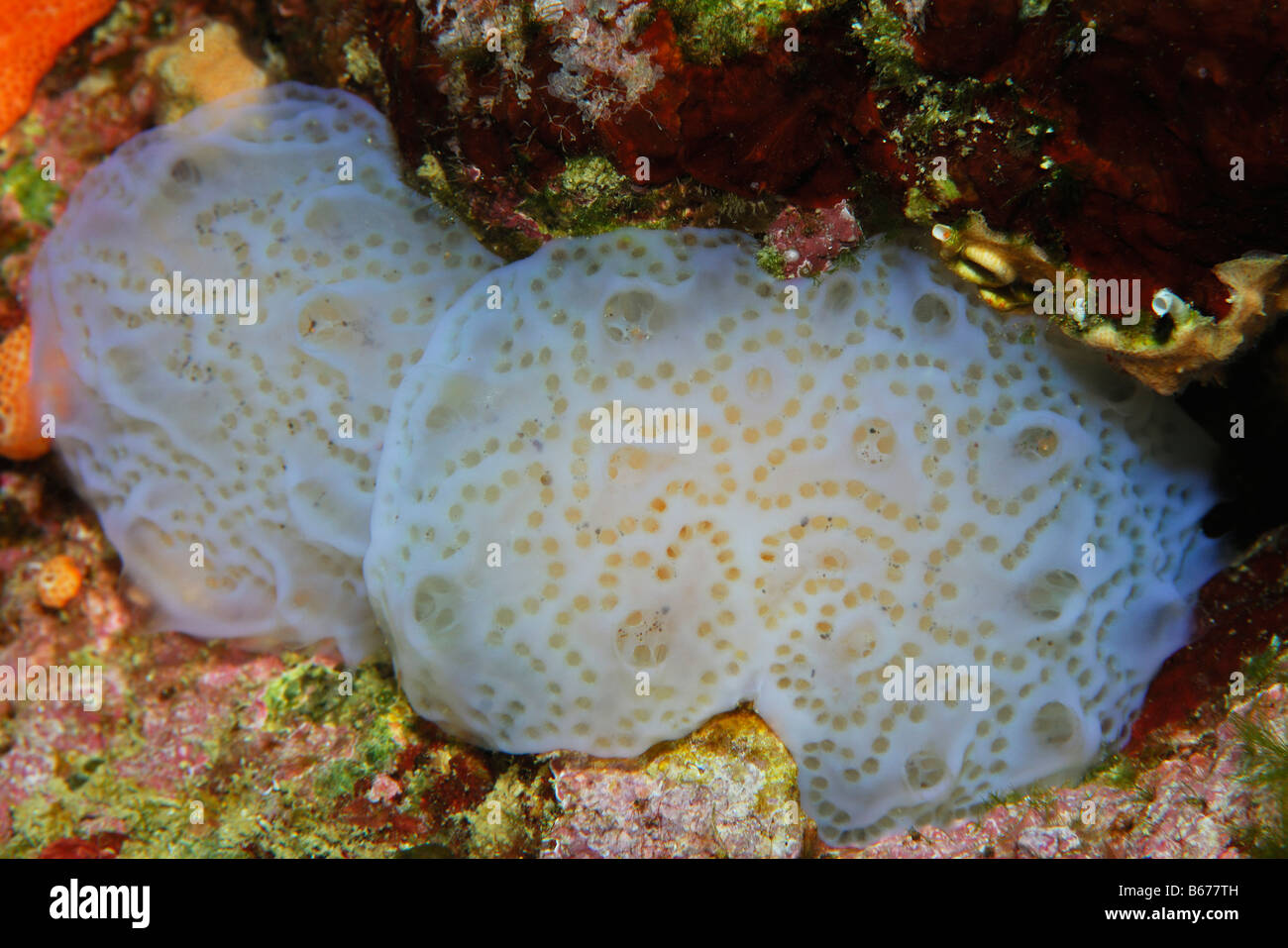 Sea Squirt Ascidia Susac Island Adriatic Sea Croatia Stock Photo - Alamy