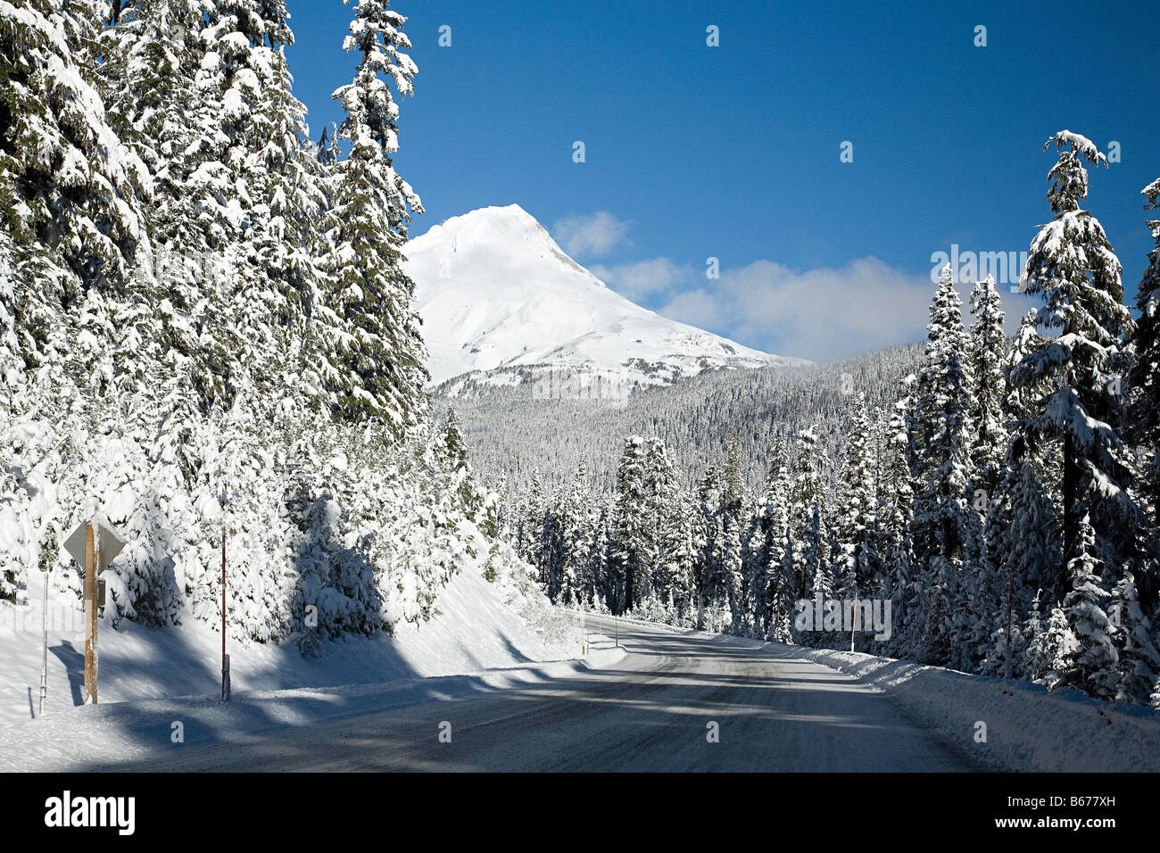 Snow covered trees near mount hood Stock Photo - Alamy