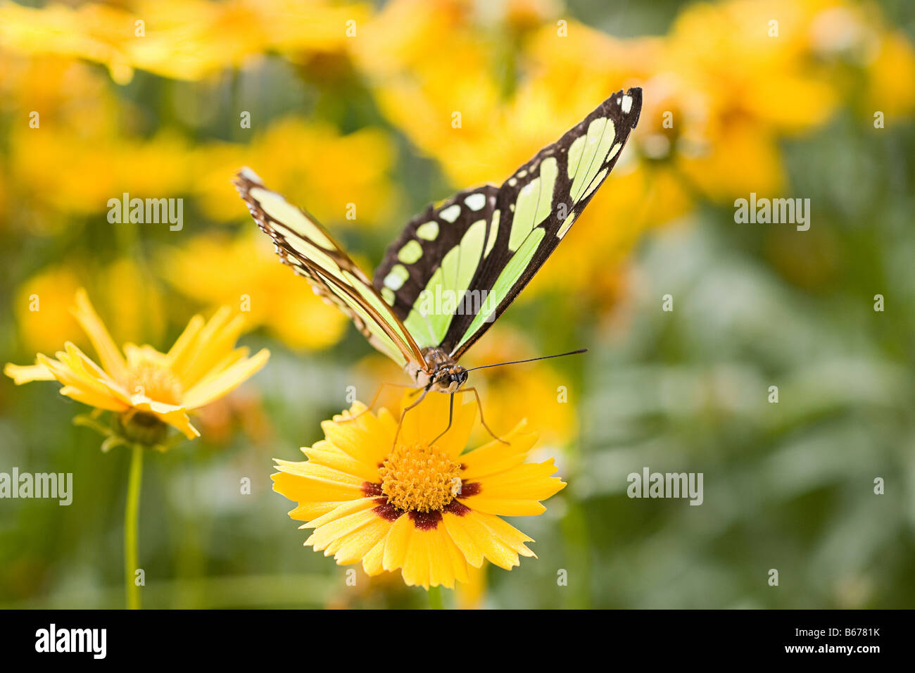 Yellow spring butterfly hi-res stock photography and images - Alamy