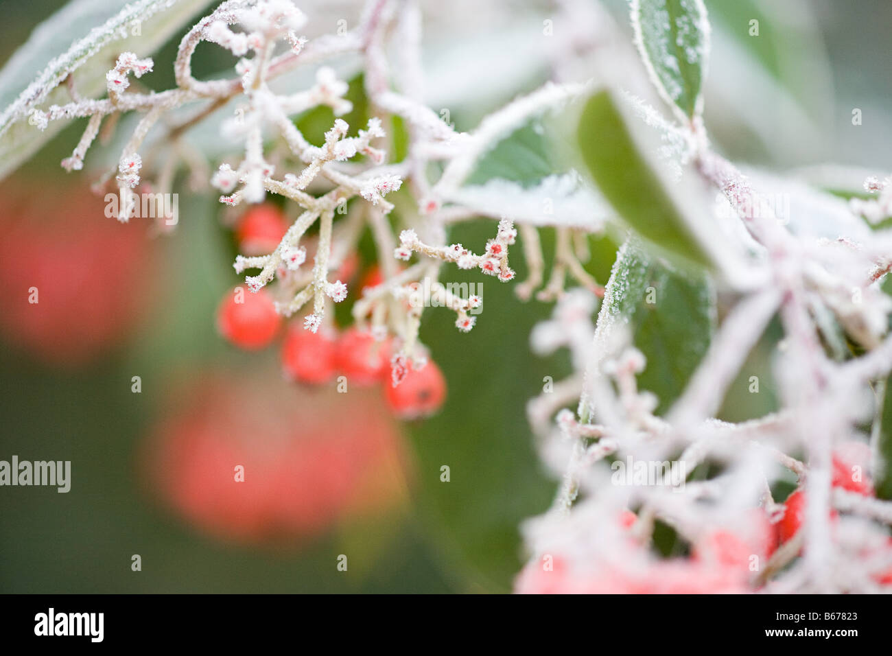 Frost covered fruit hi-res stock photography and images - Alamy