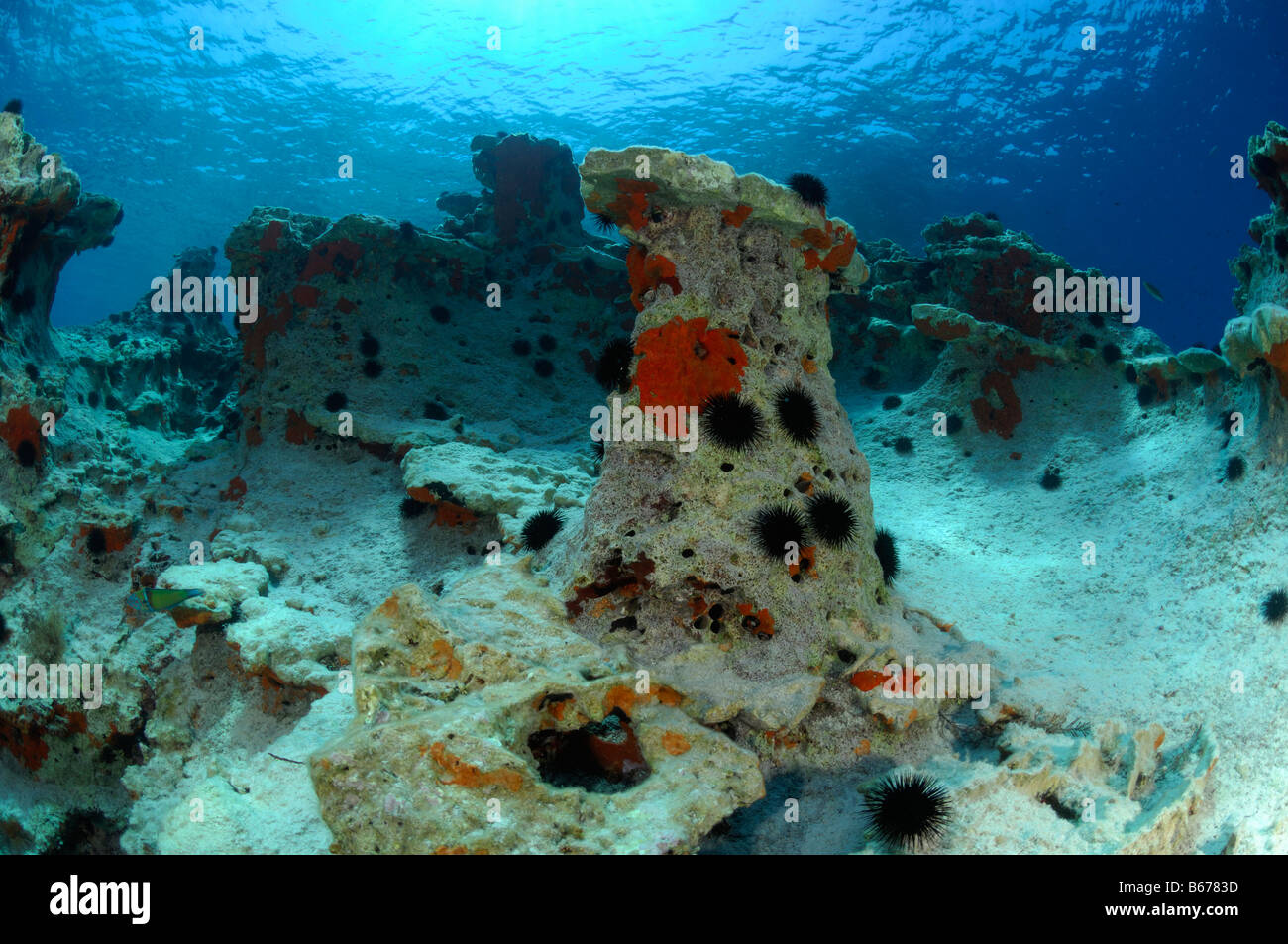 Limestone Formations in shallow Water Lastovo Island Bijelac Adriatic ...