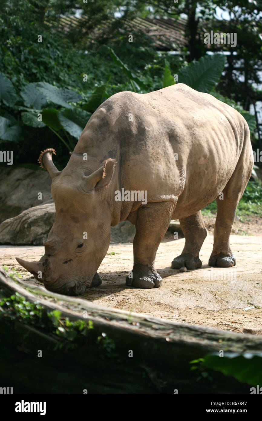 White rhino zoo hi-res stock photography and images - Alamy