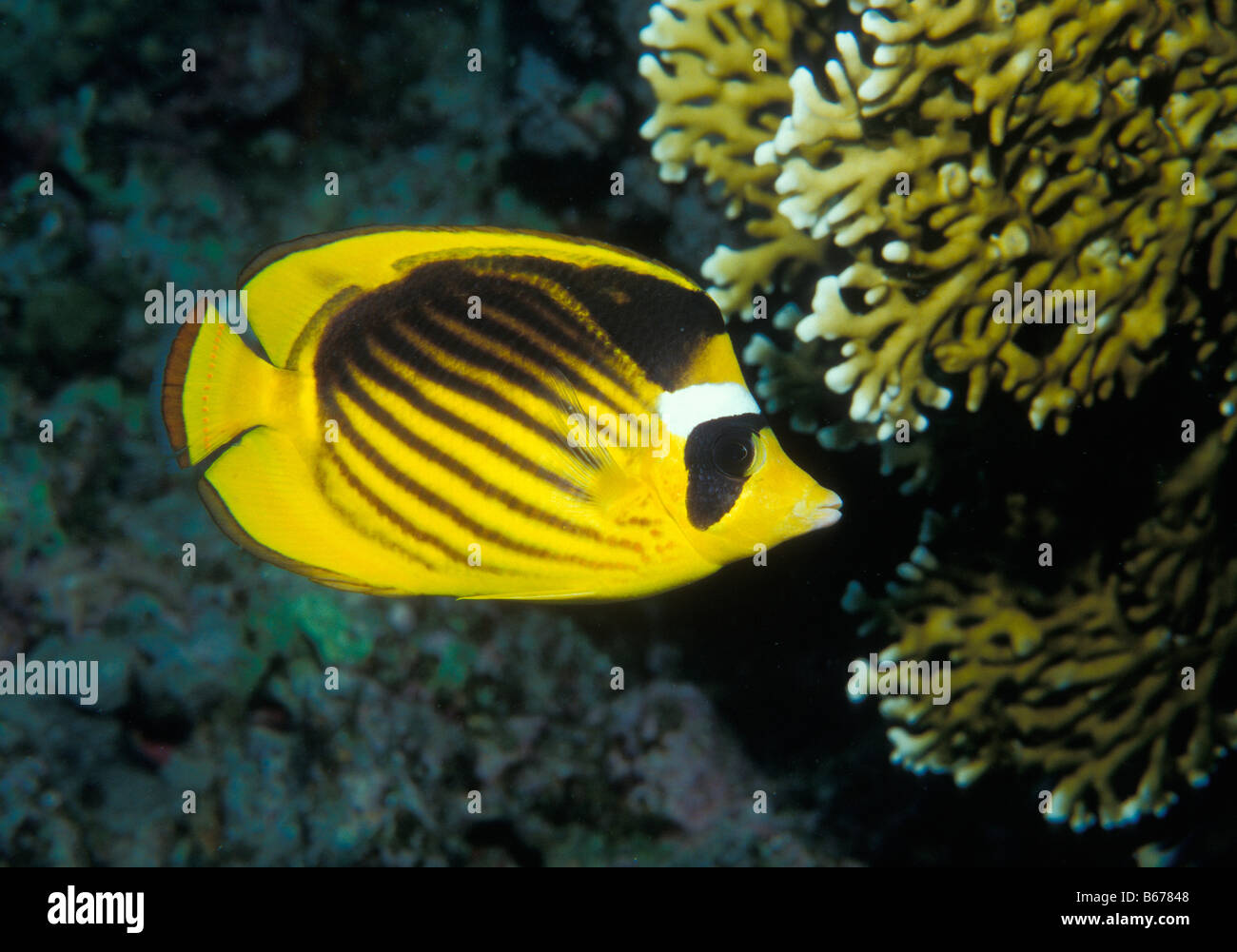 Red Sea Racoon Butterflyfish Chaetodon fasciatus Sinai Shark Bay Red ...