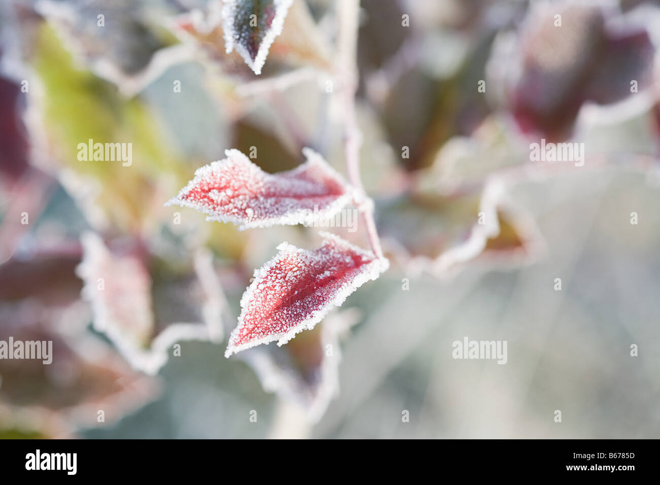 Frost branch hi-res stock photography and images - Alamy