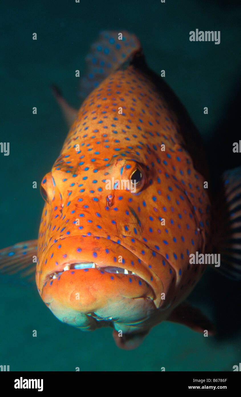 Leopard grouper fish hi-res stock photography and images - Alamy