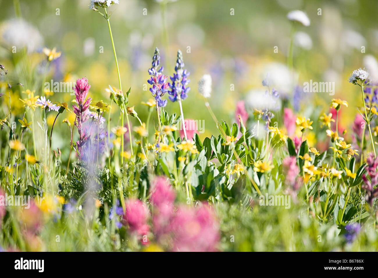 Mount rainier spring flowers washington hi-res stock photography and ...