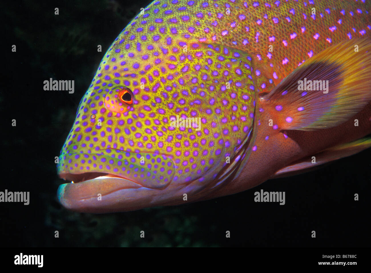 Variola louti hi-res stock photography and images - Alamy