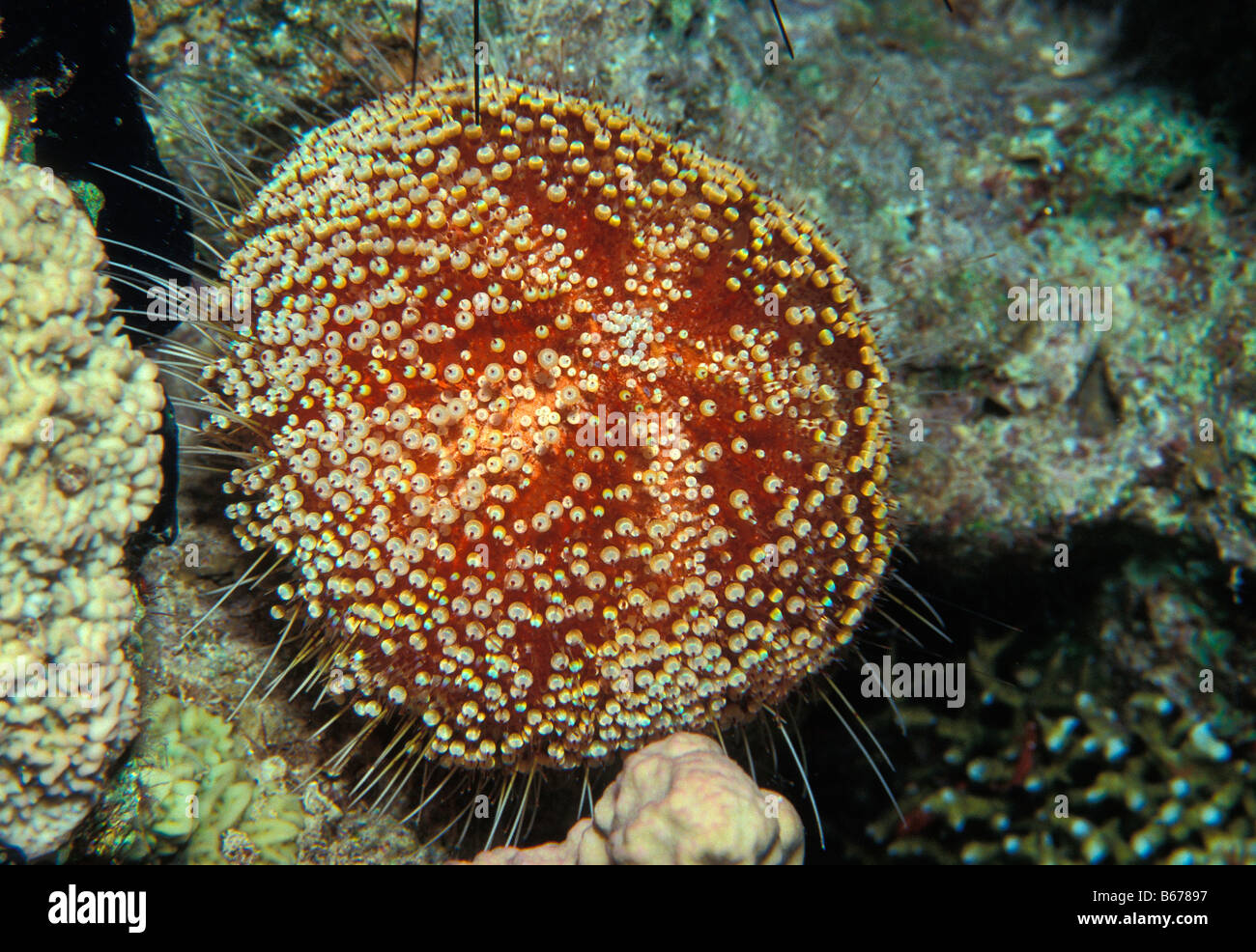 Pin Cushion Sea Urchin Asthenosoma varium Sinai Shark Bay Red Sea Egypt ...