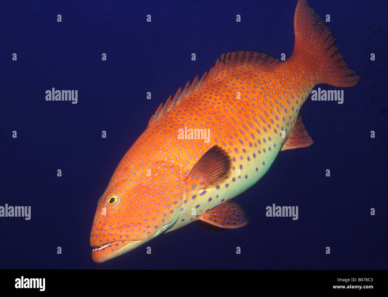 Leopard Grouper Plectopomus pessuliferus marisrubri Sinai Ras Mohammed ...