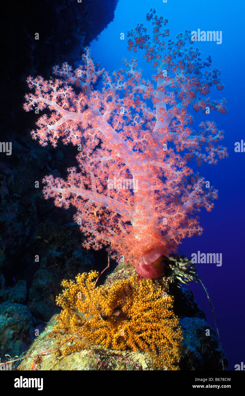 Red Soft Coral Nephthya spec Sinai Ras Mohammed Red Sea Egypt Stock ...