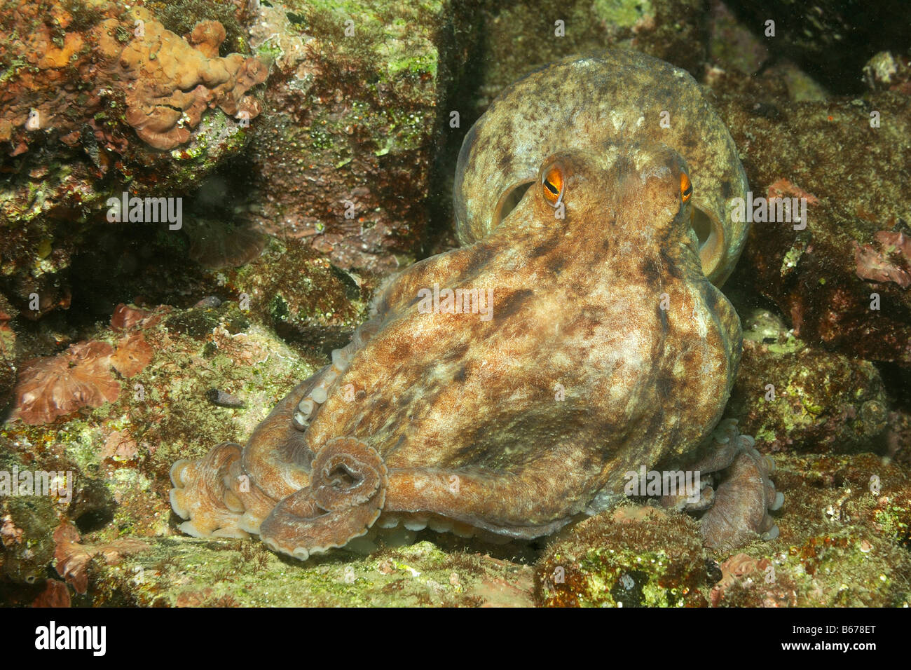 Common octopus foraging octopus vulgaris hi-res stock photography and ...