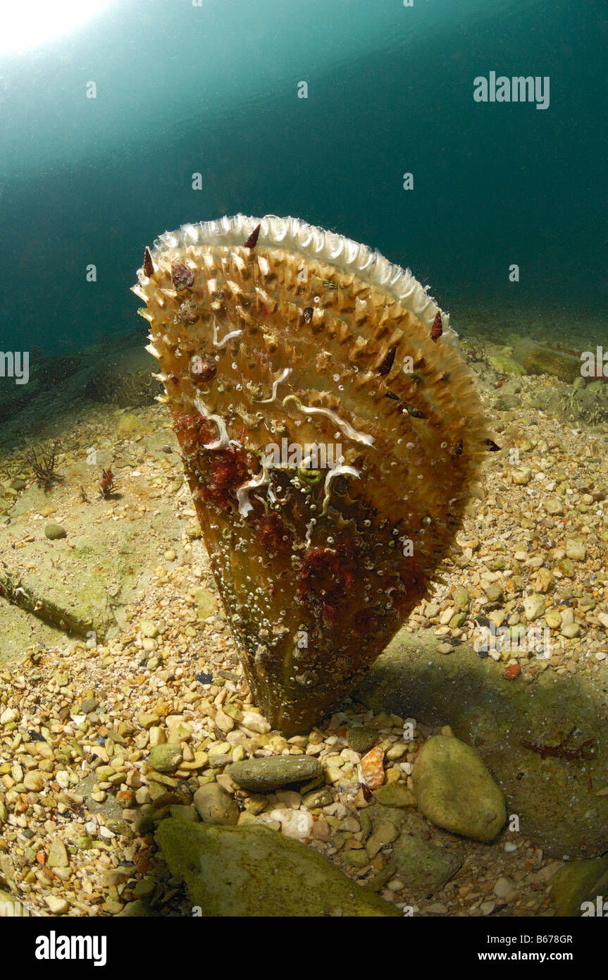 Pen Shell Pinna nobilis Piran Adriatic Sea Slovenia Stock Photo - Alamy