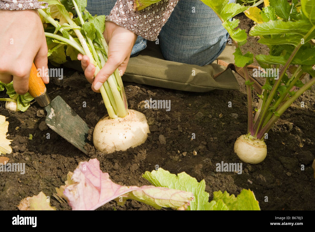 Swede a hi-res stock photography and images - Alamy