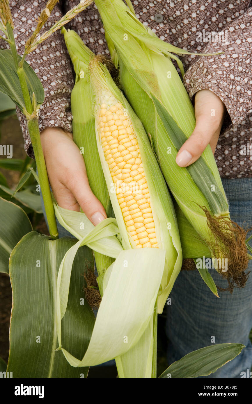 Corn anatomy hi-res stock photography and images - Alamy