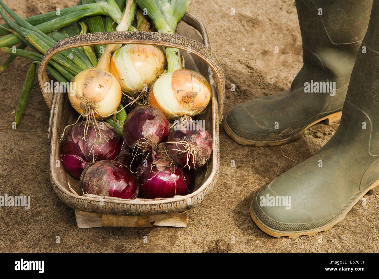 Onion Boot High Resolution Stock Photography and Images - Alamy