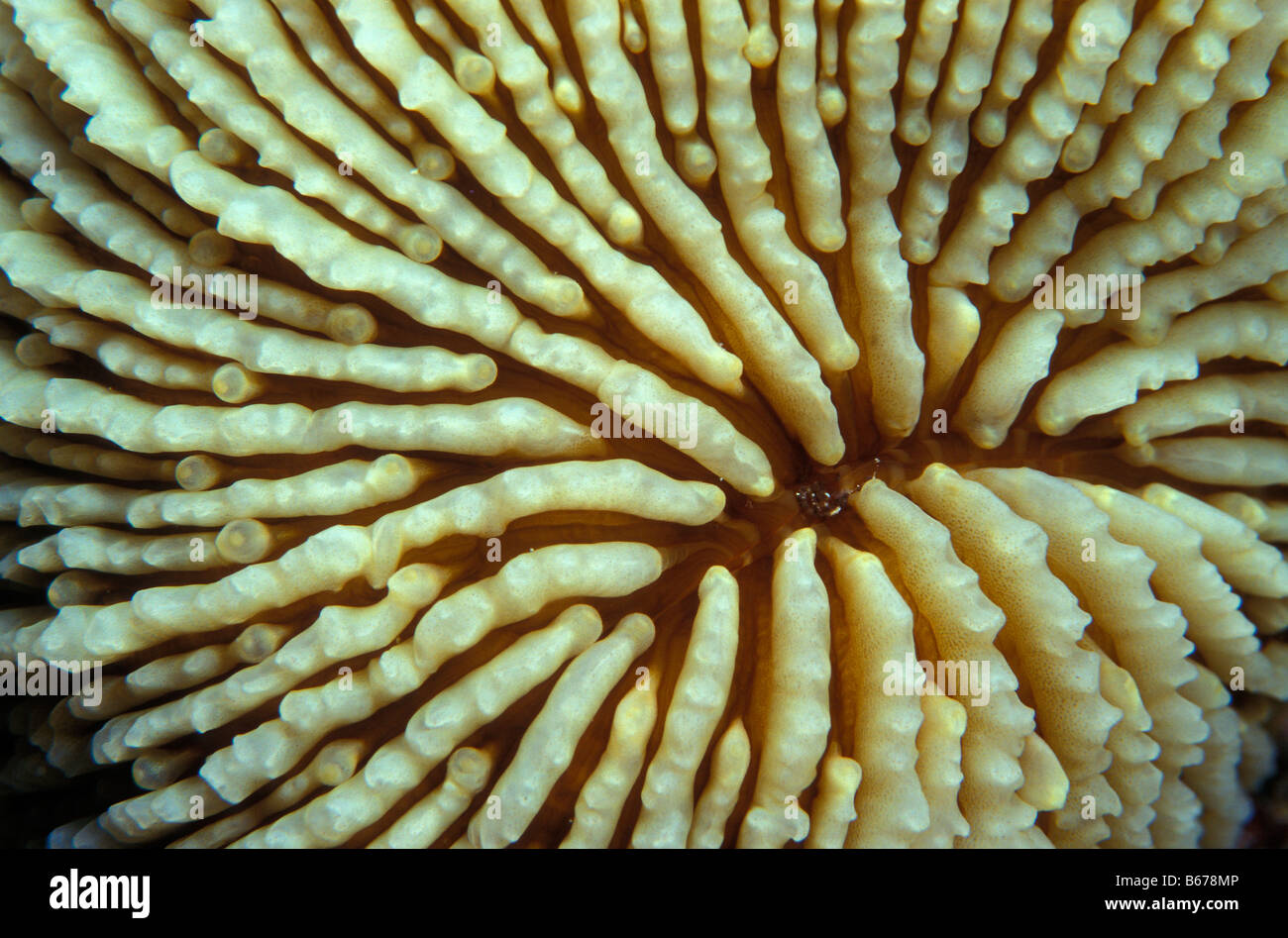 Mushroom coral (fungia fungites) hi-res stock photography and images ...