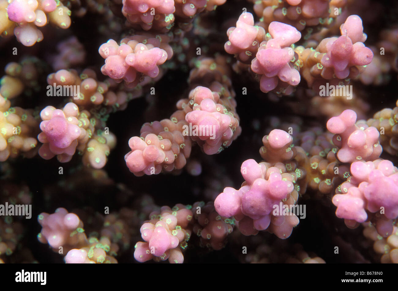 Tops of Branching coral Acropora secale Marsa Alam Red Sea Egypt Stock ...