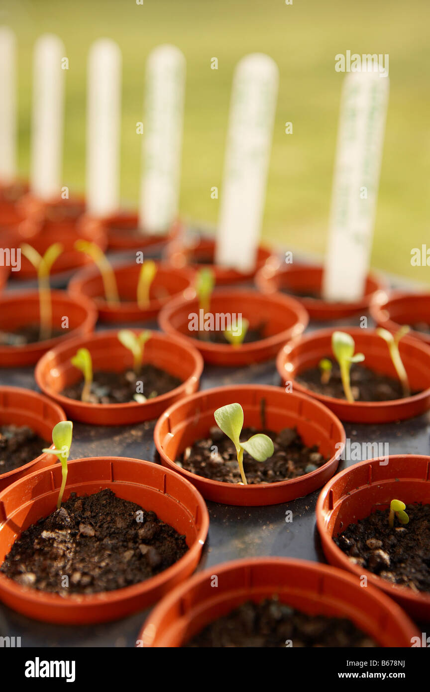 Saplings growing in a group hi-res stock photography and images - Alamy