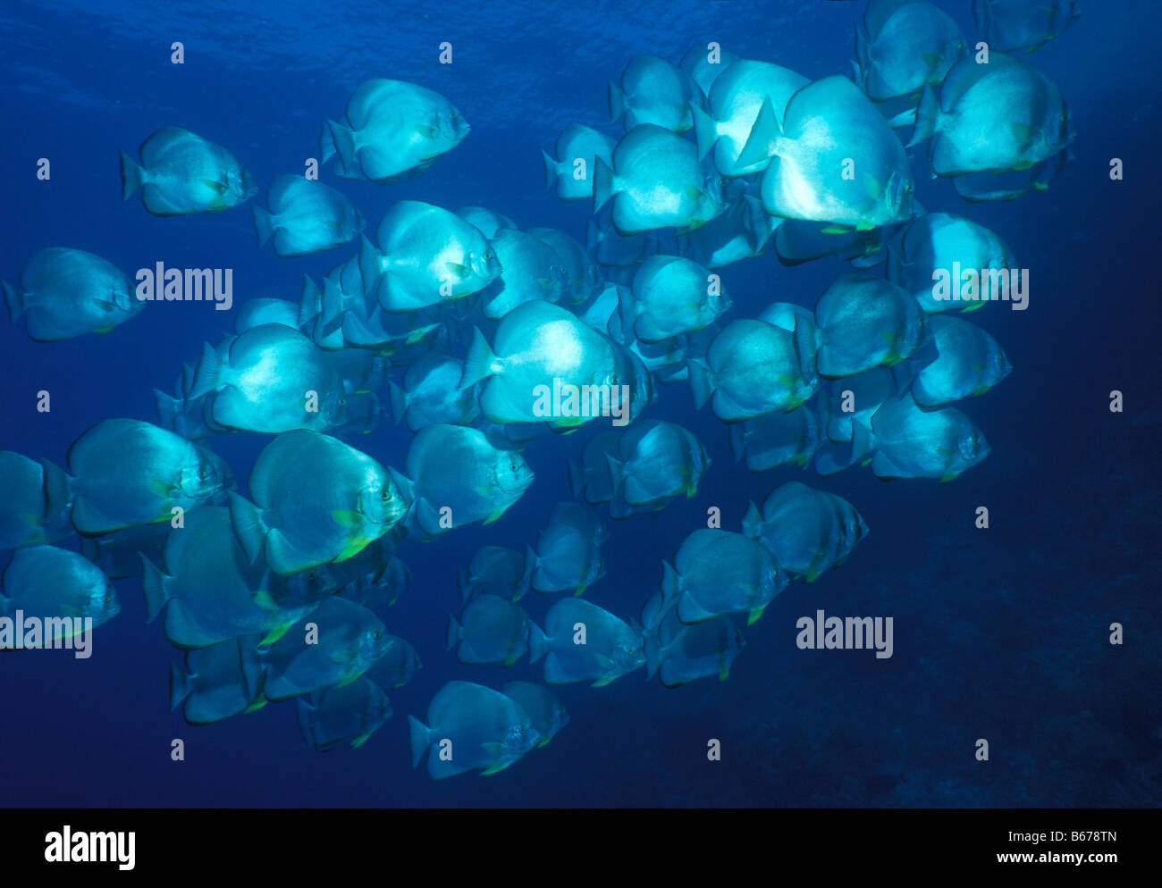 Circular Batfishes Platax orbicularis Marsa Alam Red Sea Egypt Stock ...