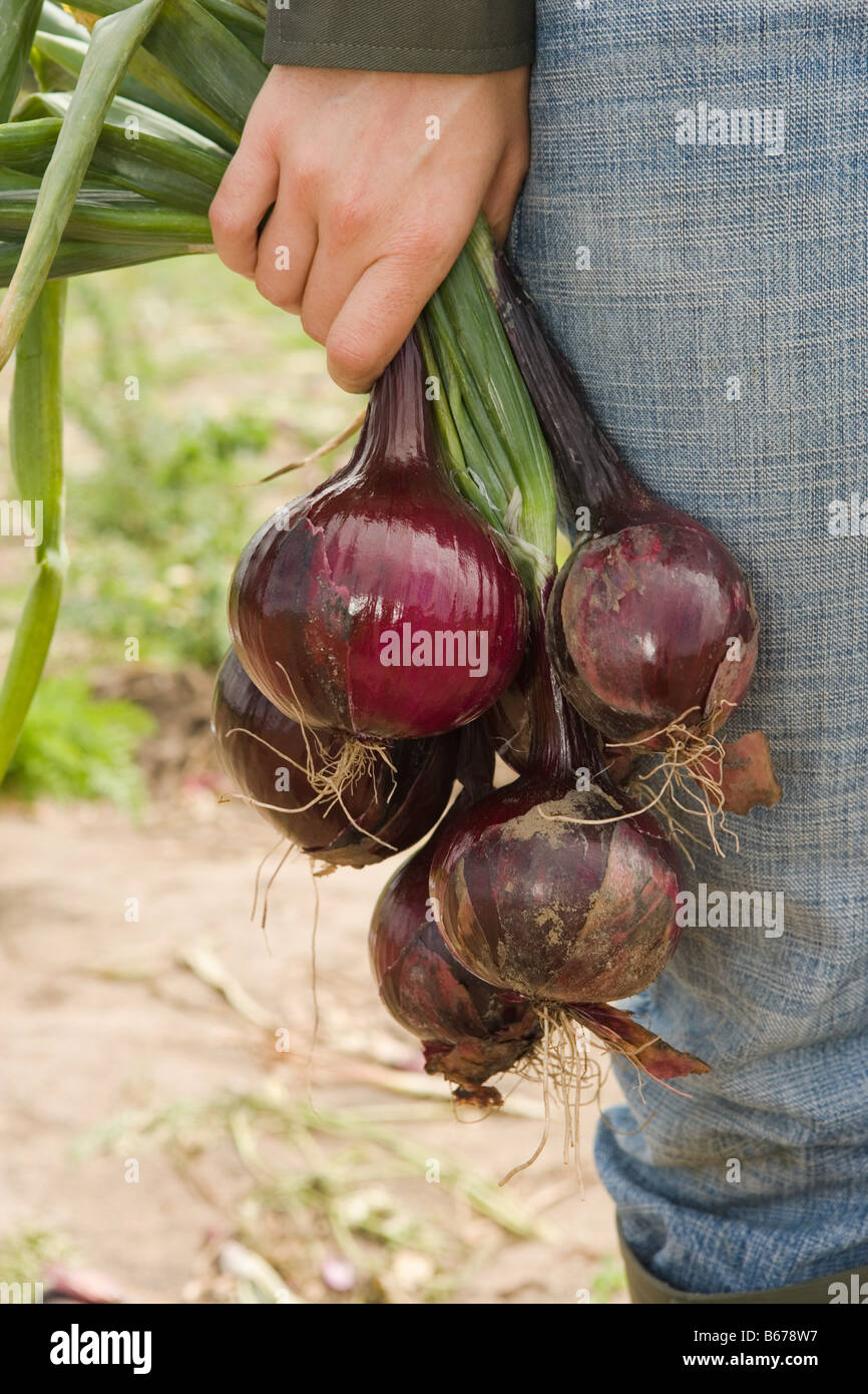 Onions anatomy hi-res stock photography and images - Alamy