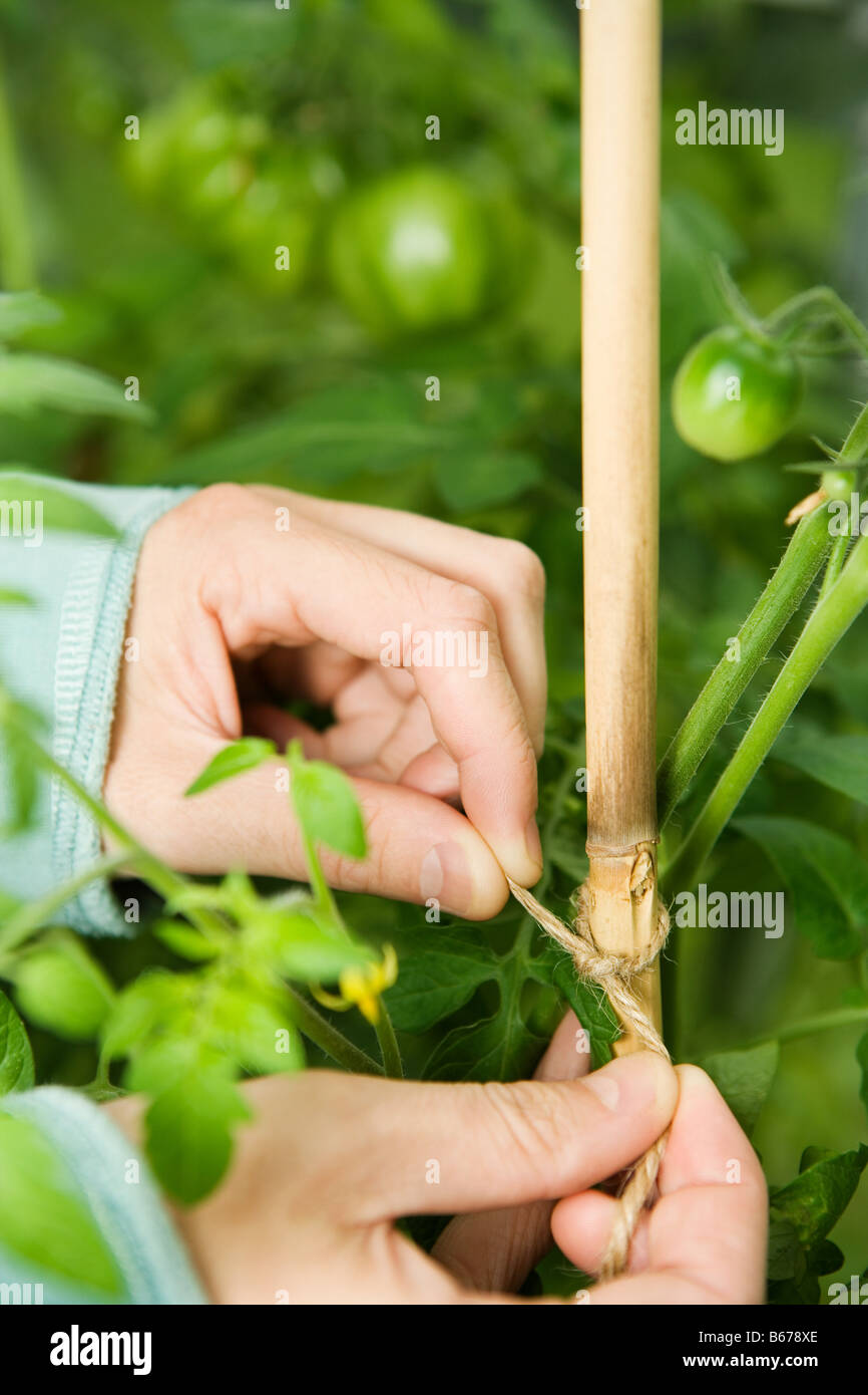 Vine growing techniques hi-res stock photography and images - Alamy
