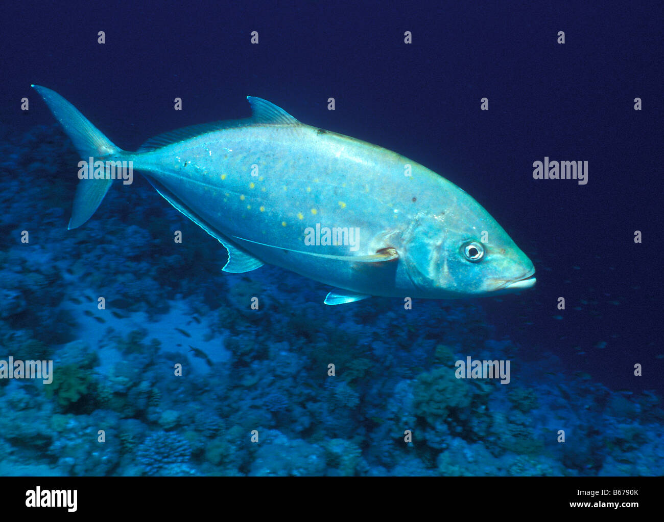 Bajad hi-res stock photography and images - Alamy