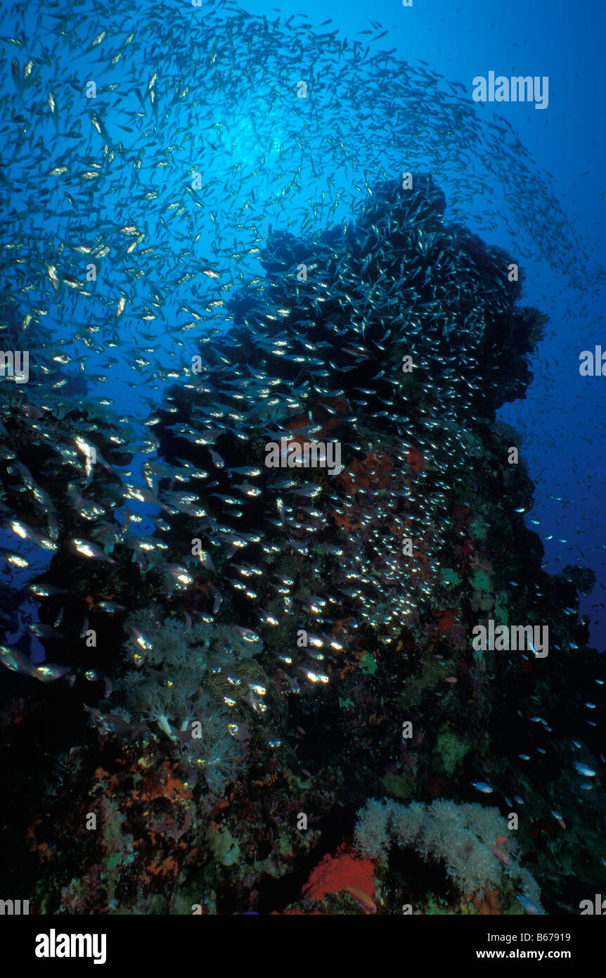 Sweepers at Reef Pempheris spec Marsa Alam Red Sea Egypt Stock Photo ...