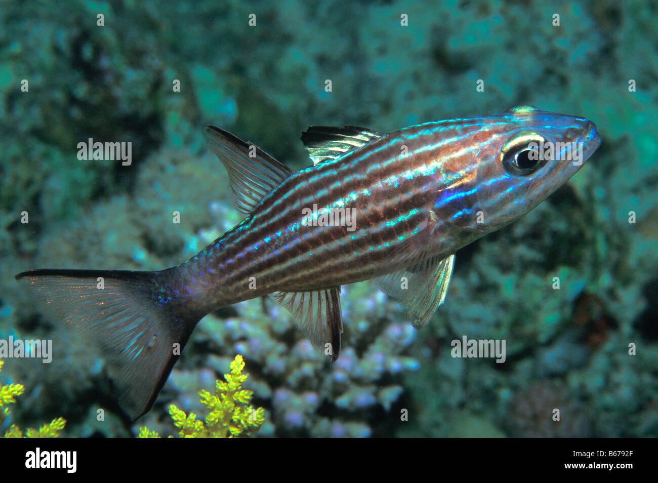 Large toothed Cardinalfish Cheilodipterus macrodon Marsa Alam Red Sea ...