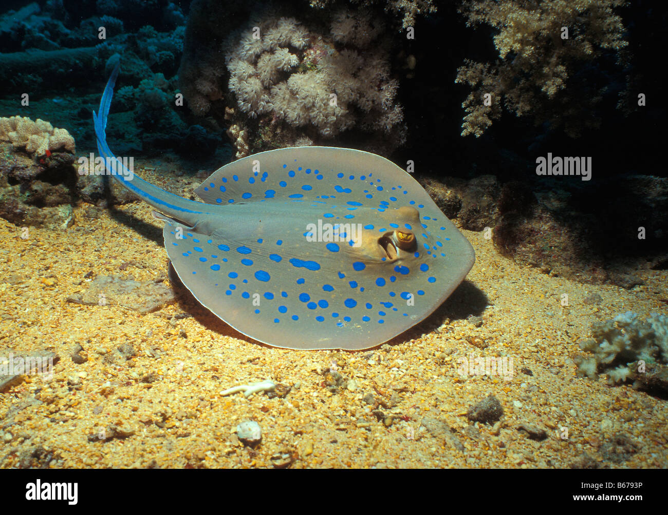 Blue spotted stingray taeniura hi-res stock photography and images - Alamy