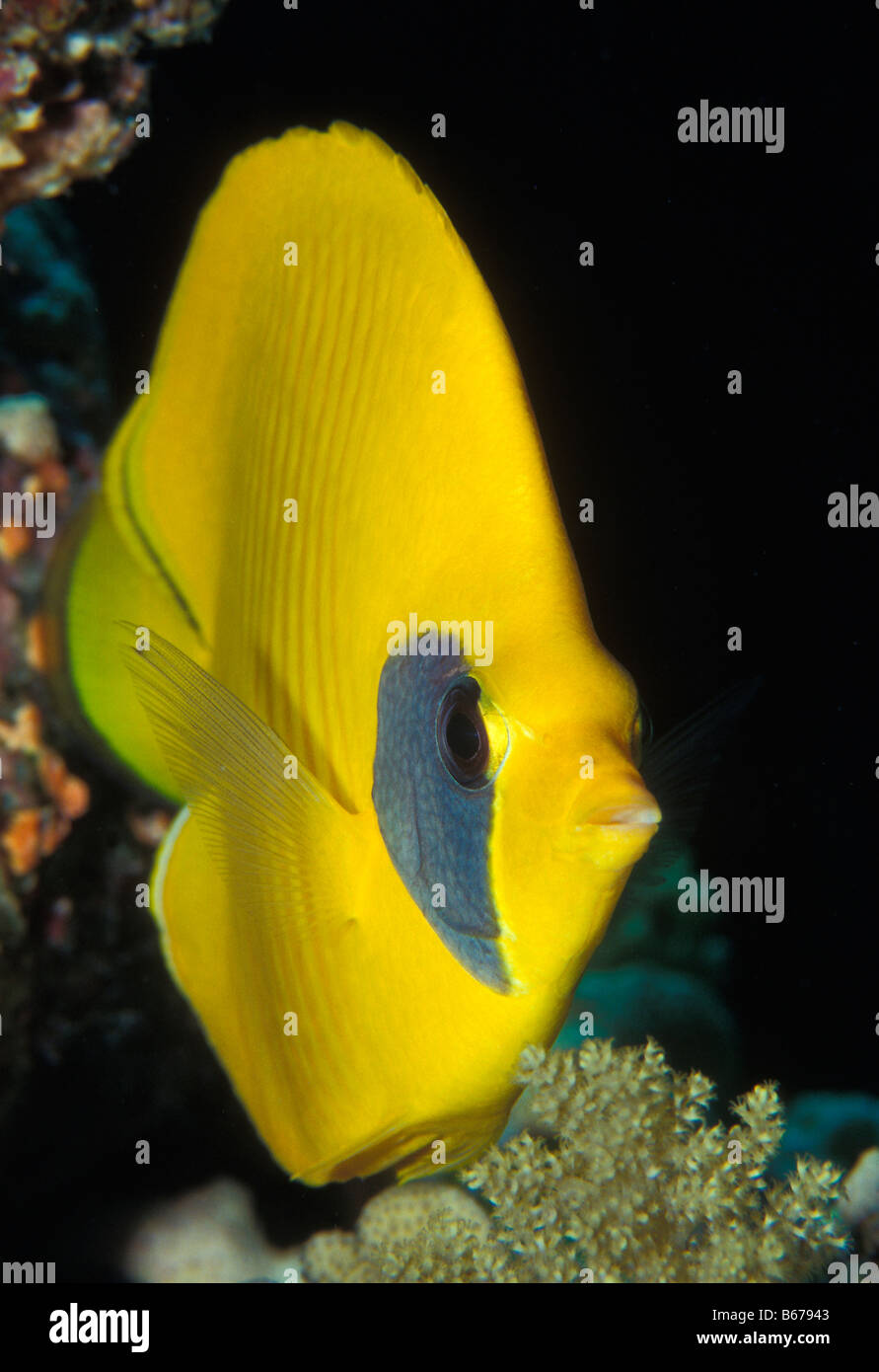 Masked Butterflyfish Chaetodon semilarvatus Elphinstone Reef Red Sea ...