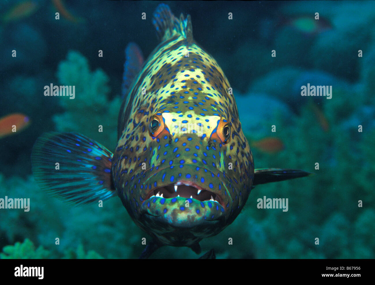 Pessuliferus hi-res stock photography and images - Alamy