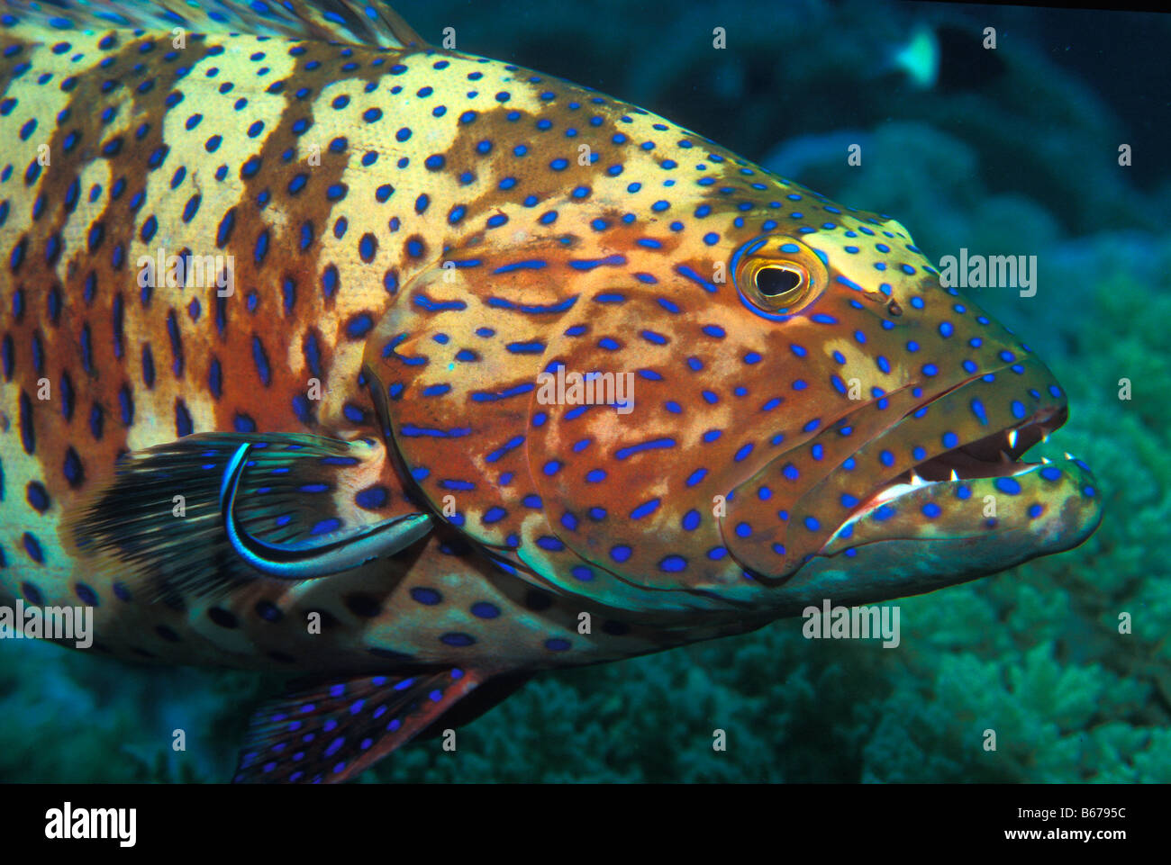 Pessuliferus hi-res stock photography and images - Alamy