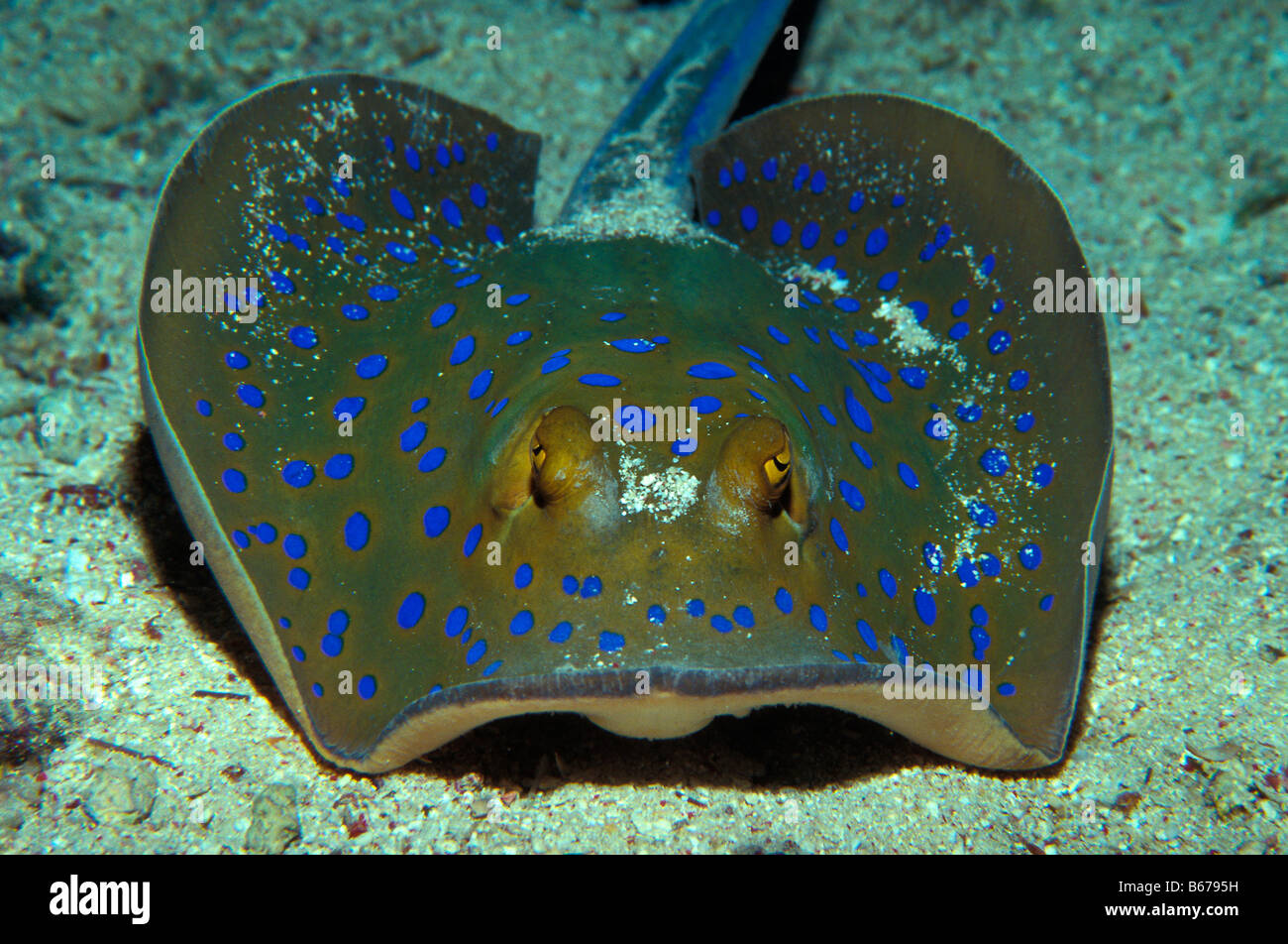 Blue spotted Stingray Taeniura lymma Marsa Alam Red Sea Egypt Stock ...