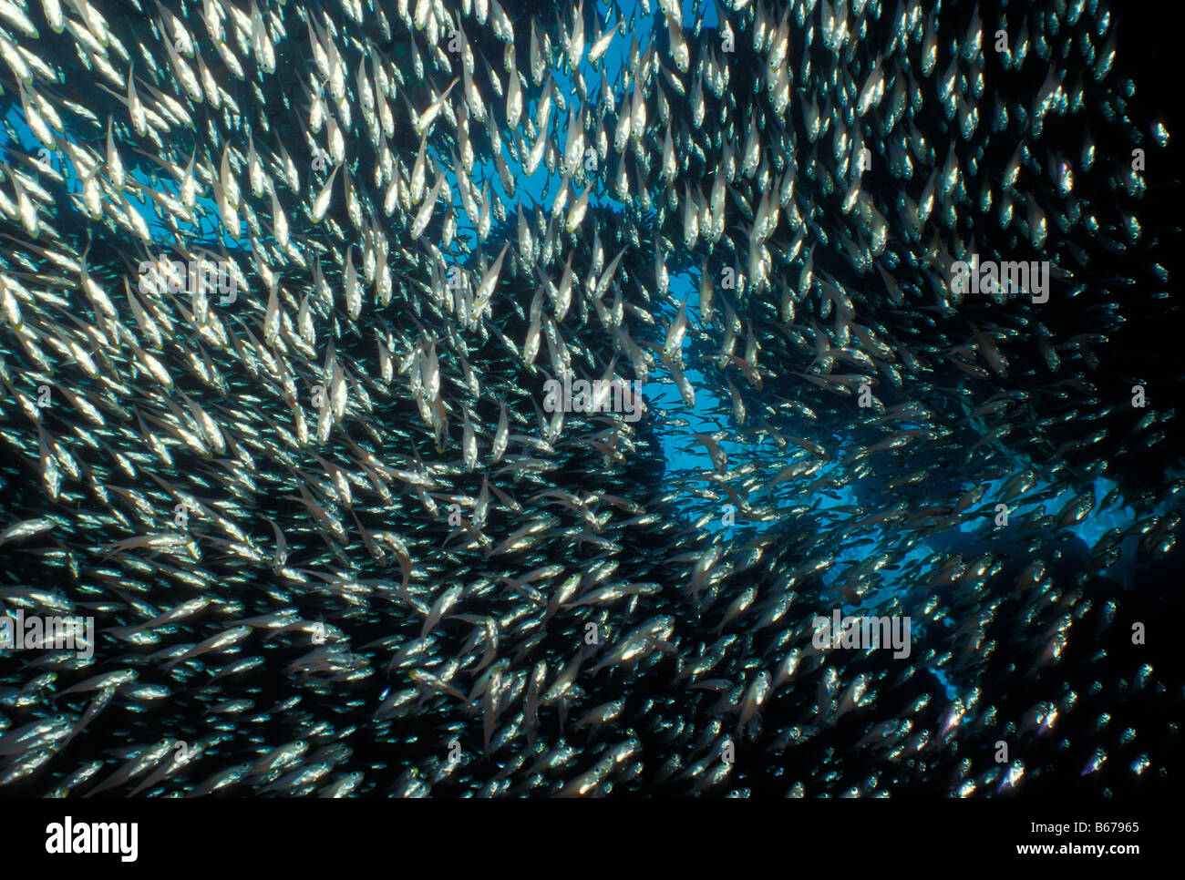 Pempheris spec hi-res stock photography and images - Alamy