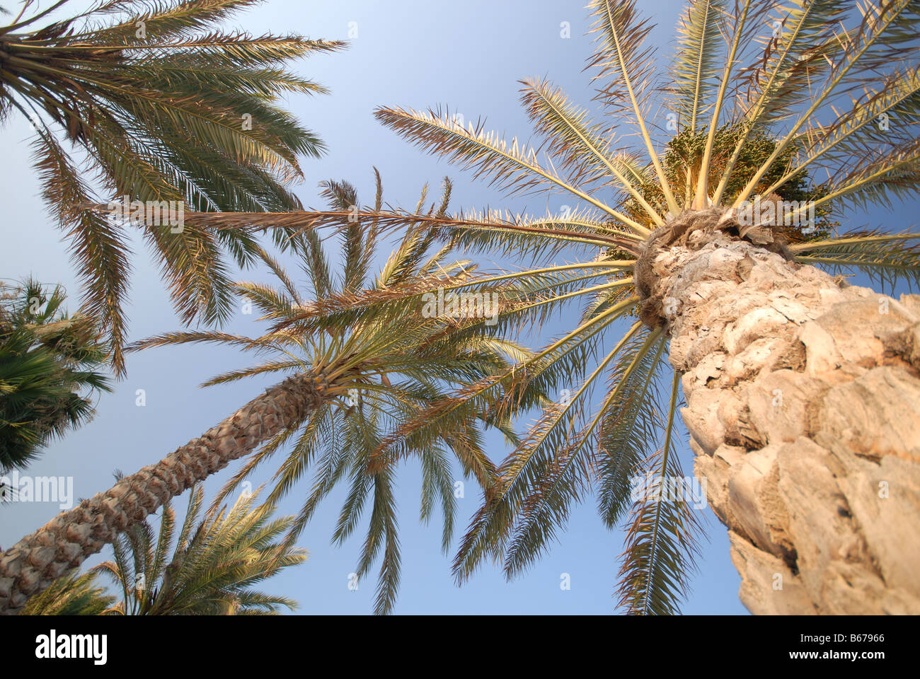 CYPRUS. Palm trees on the beach at Paphos. 2008 Stock Photo - Alamy