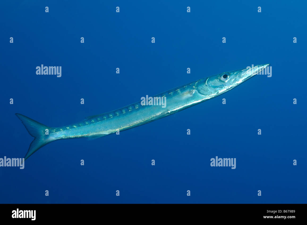 Striped Barracuda Sphyraena viridensis Kas Mediterranean Sea Turkey ...