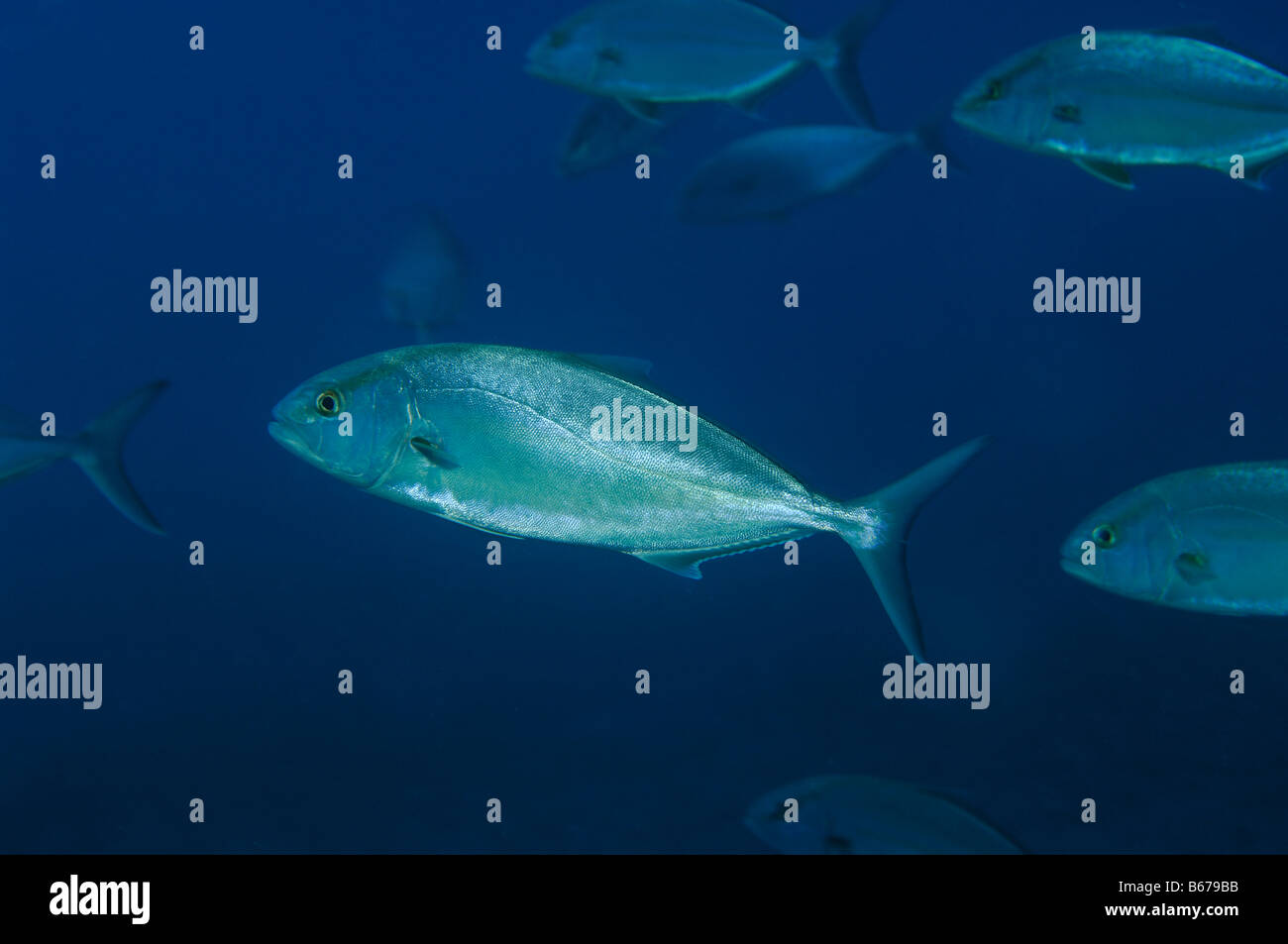 Mediterranean scad hi-res stock photography and images - Alamy