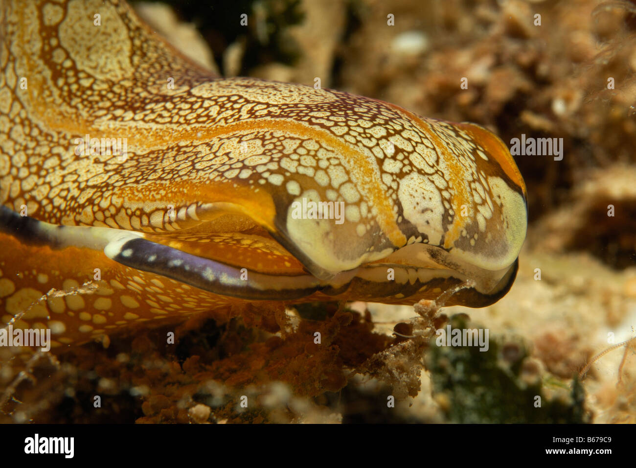 Cephalaspidea hi-res stock photography and images - Alamy