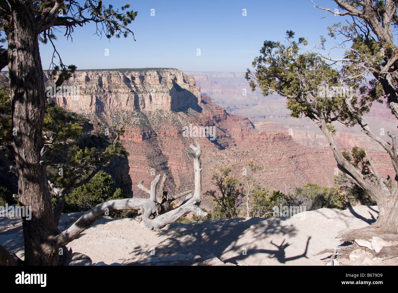 tree on the edge Stock Photo - Alamy
