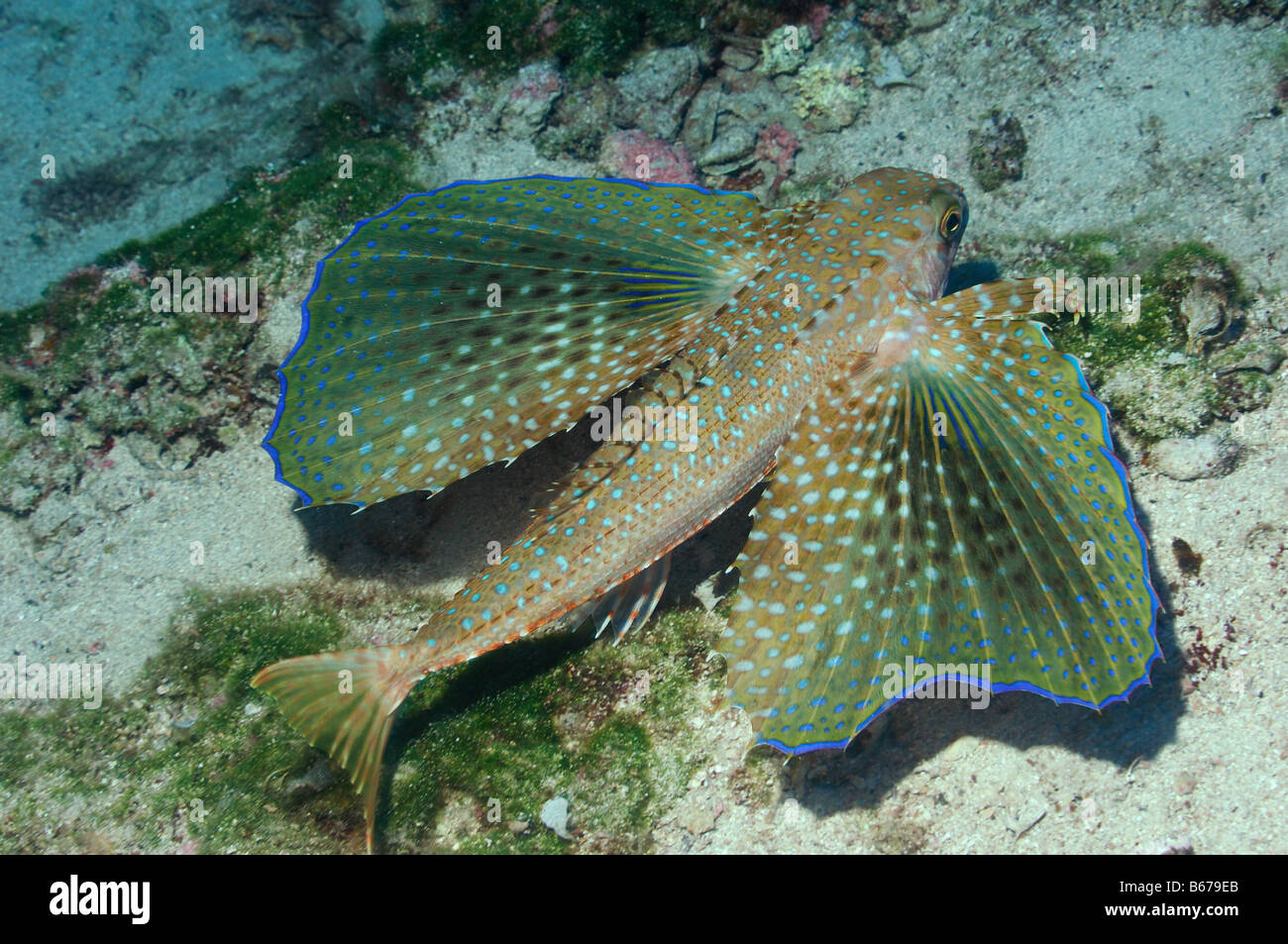 Flying Gurnard Dactylopterus volitans Kas Mediterranean Sea Turkey ...