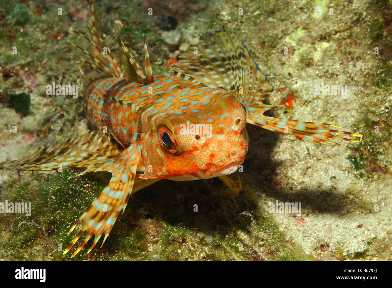 Dactylopterus hi-res stock photography and images - Alamy