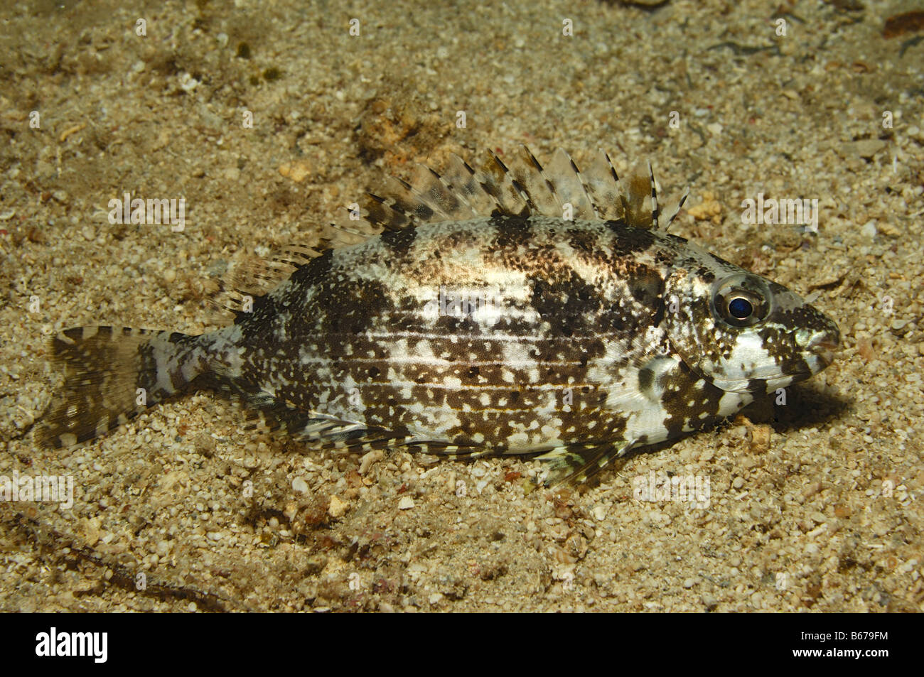 Dusky Rabbitfish Siganus luridus Kas Mediterranean Sea Turkey Stock ...